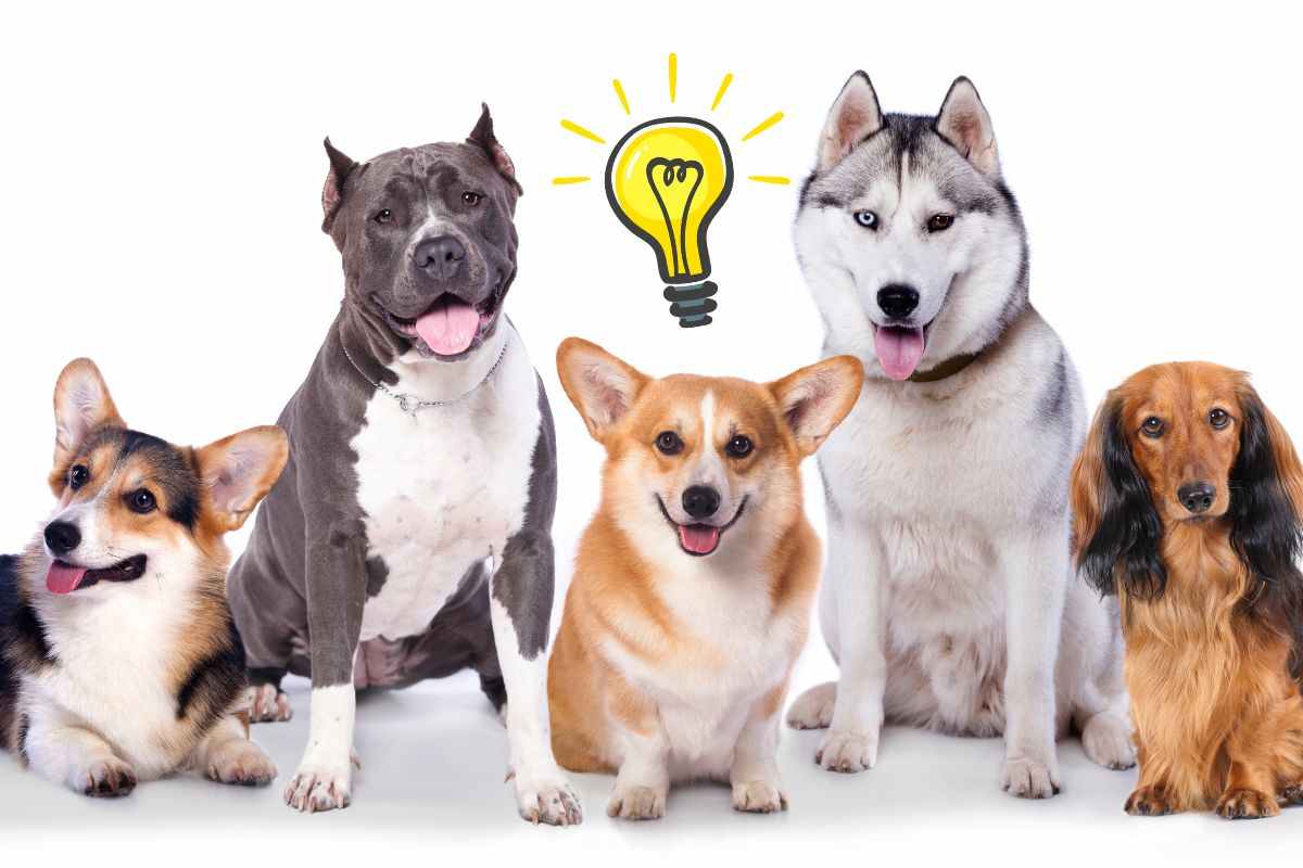 Sapete qual è il cane più intelligente? La verità in uno studio