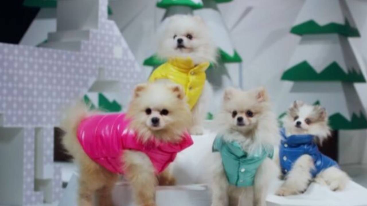 Cani in passerella, alla settimana della moda di New York: le razze più ...
